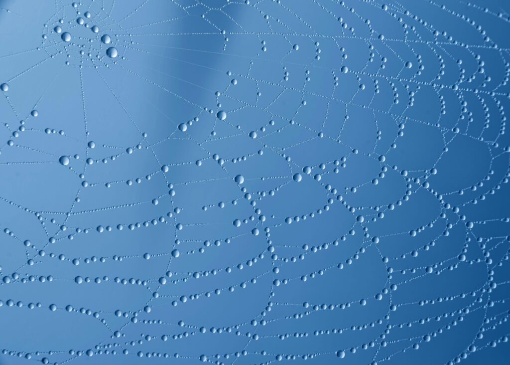 Synthetic Spider Silk – The Future of Bioindustrial Materials