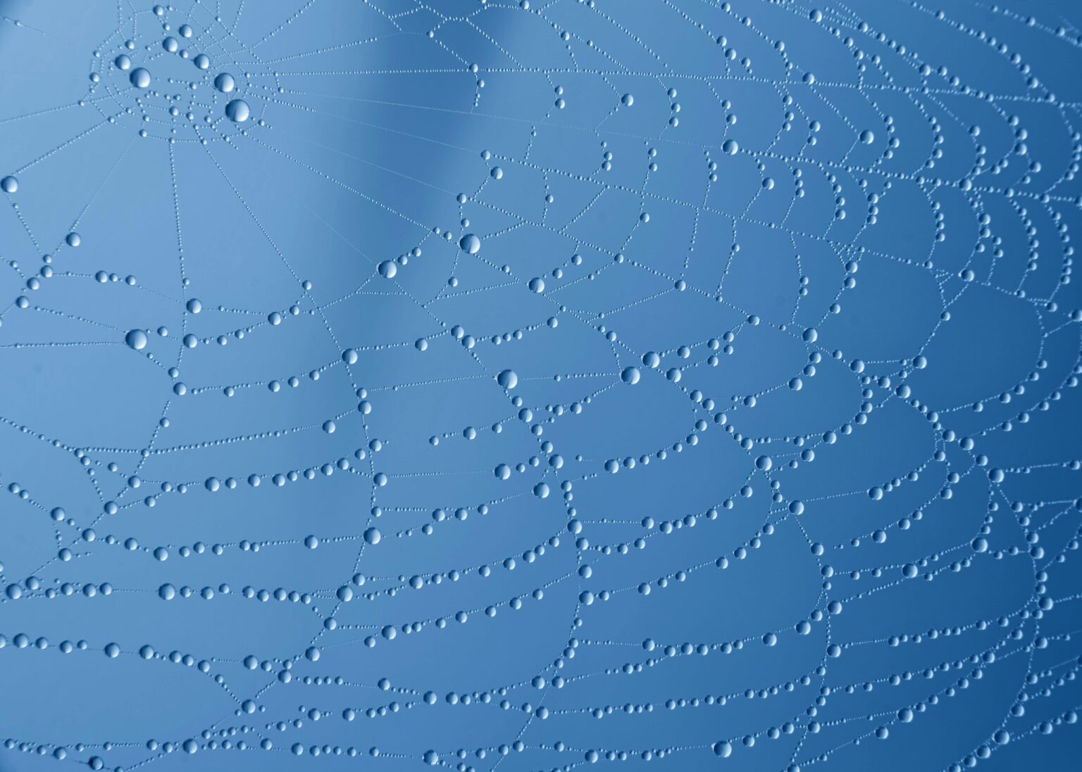 Synthetic Spider Silk – The Future of Bioindustrial Materials