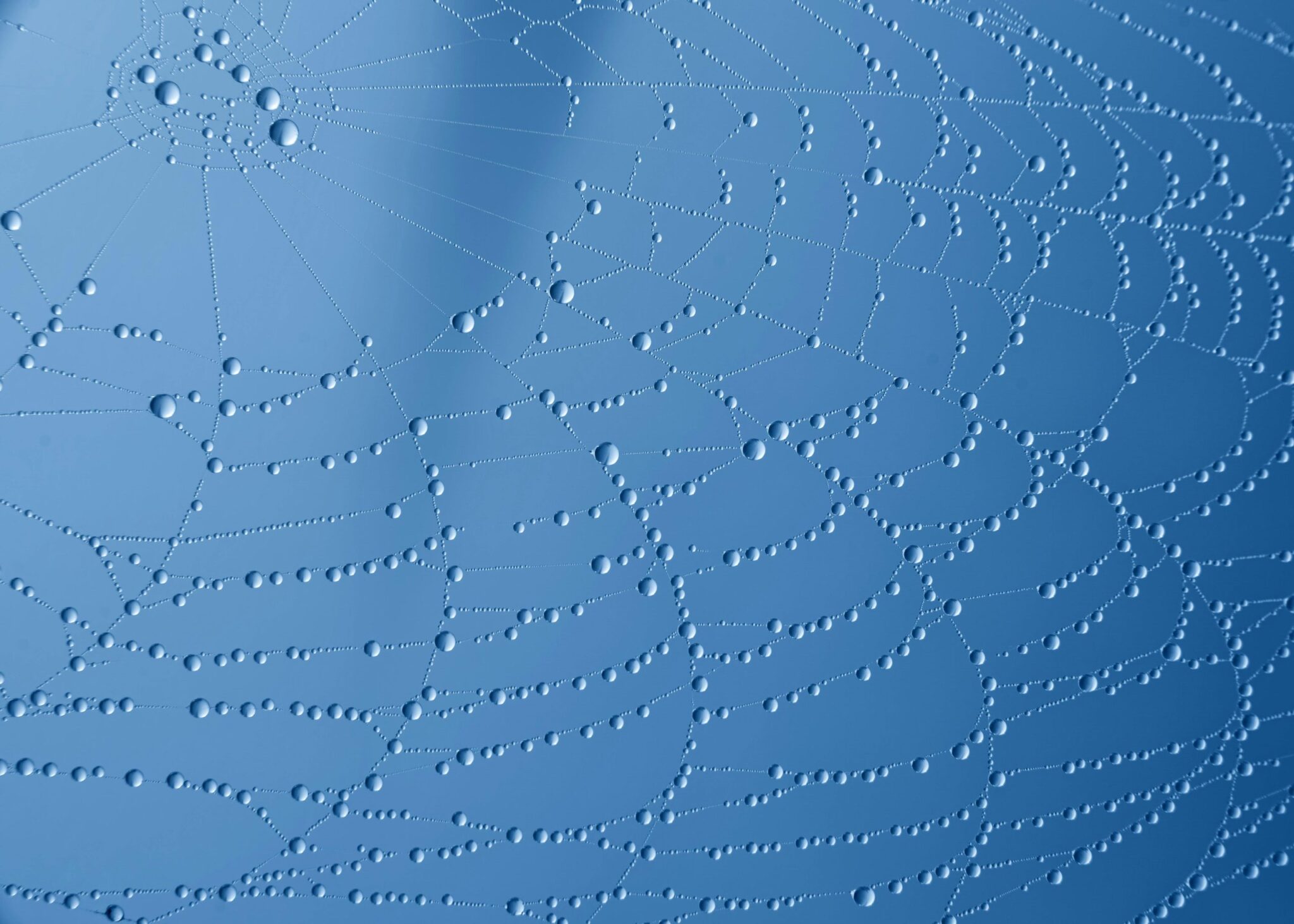 Synthetic Spider Silk – The Future of Bioindustrial Materials